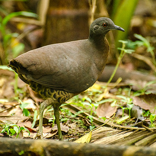 inhambuguaçu (Crypturellus obsoletus) | WikiAves - A Enciclopédia das ...