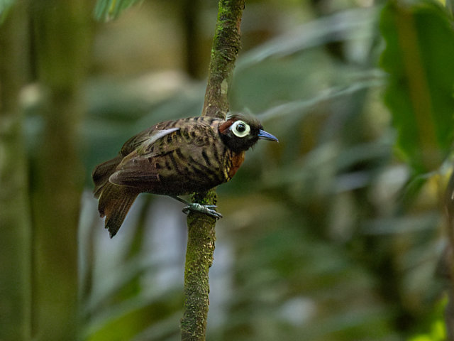Foto mãe-de-taoca-arlequim (Rhegmatorhina berlepschi) Por Hector Bottai ...