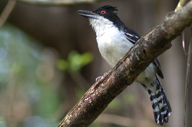 Foto choró-boi (Taraba major) Por Matheus Eyng | Wiki Aves - A ...