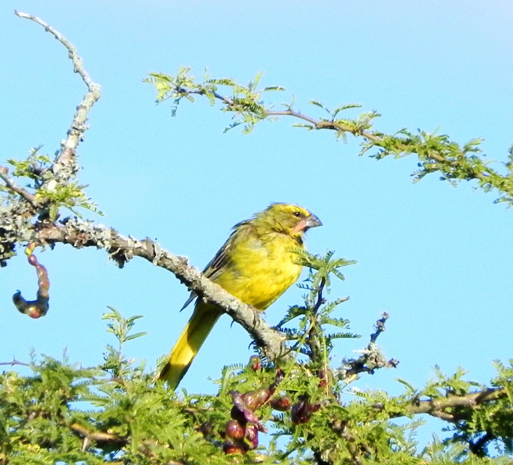 Foto cardeal-amarelo (Gubernatrix cristata) Por Gina Bellagamba | Wiki ...