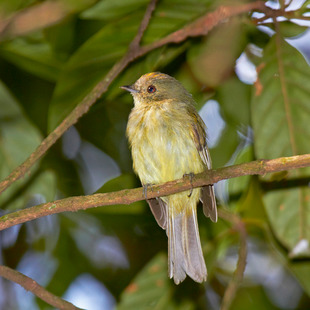 fruxu (Neopelma chrysolophum) | WikiAves - A Enciclopédia das Aves do ...