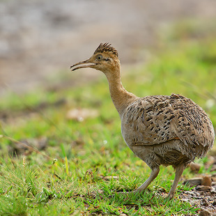 perdiz (Rhynchotus rufescens) | WikiAves - A Enciclopédia das Aves do ...