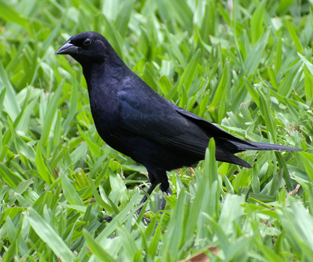 Foto chupim (Molothrus bonariensis) Por Augusto Chagas | Wiki Aves - A ...