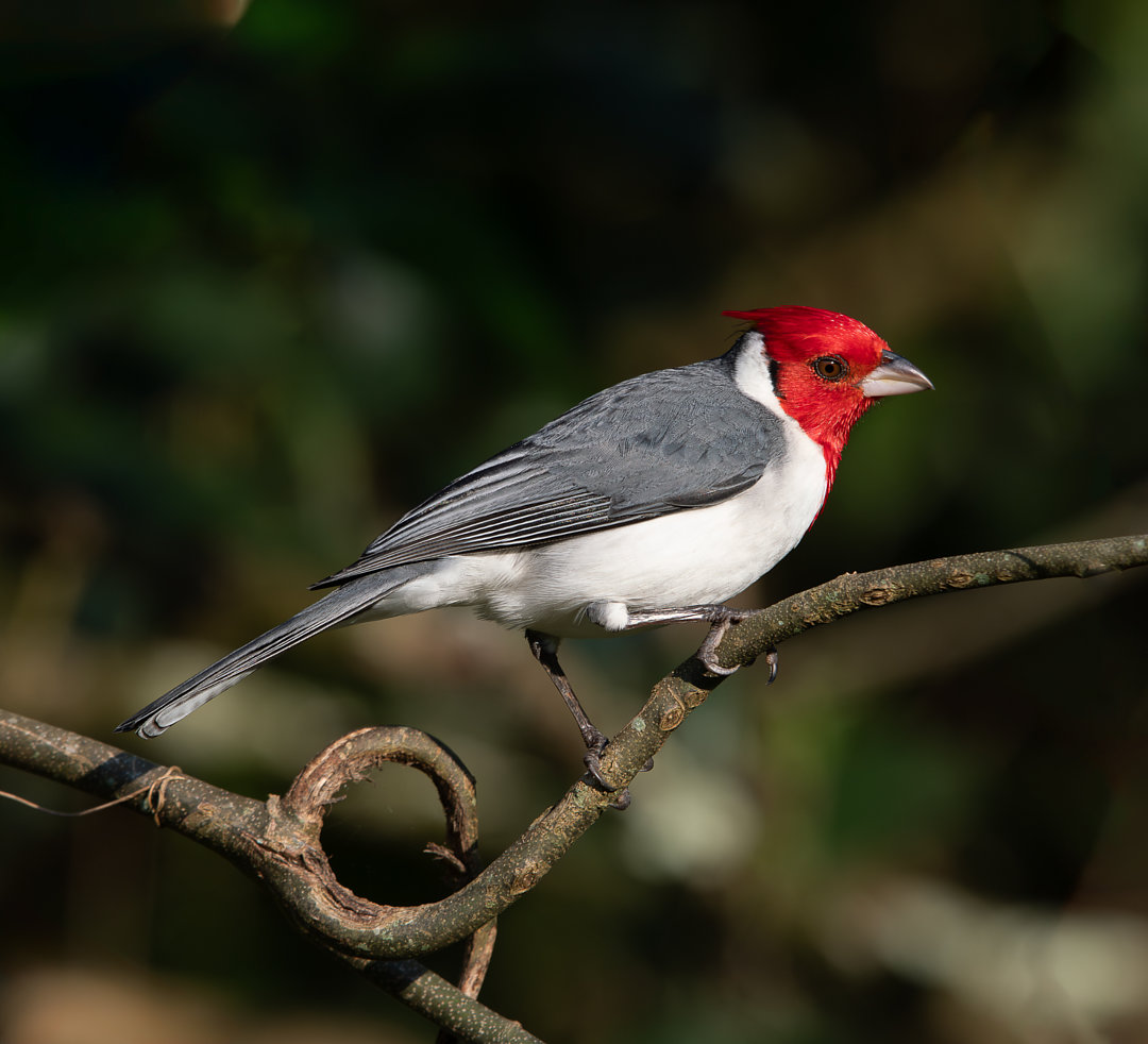 Foto cardeal (Paroaria coronata) Por Fabyano Costa | Wiki Aves - A ...