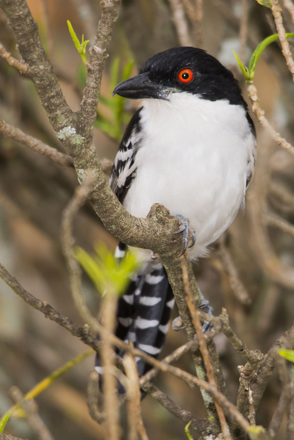 Foto choró-boi (Taraba major) Por Edgard Thomas | Wiki Aves - A ...