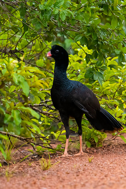 mutum-do-norte (Pauxi tomentosa) | WikiAves - A Enciclopédia das Aves ...