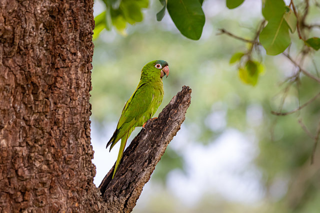 Foto aratinga-de-testa-azul (Thectocercus acuticaudatus) Por Marcelo ...