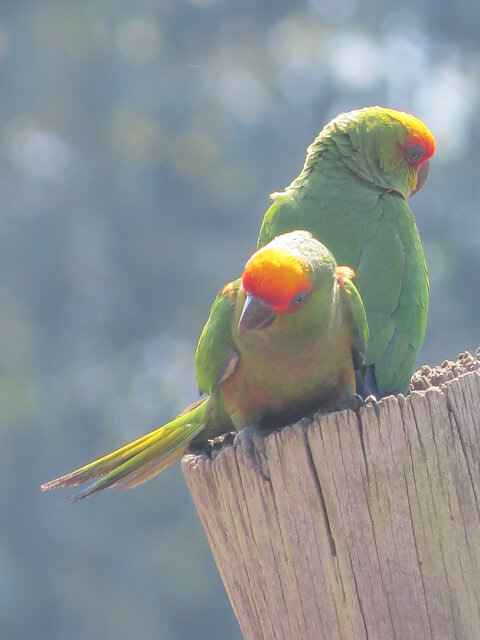 Foto jandaia-de-testa-vermelha (Aratinga auricapillus) Por Wesley ...