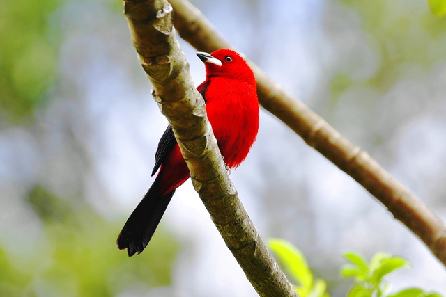 Foto tiê-sangue (Ramphocelus bresilia) Por Lucia Calvet | Wiki Aves - A ...