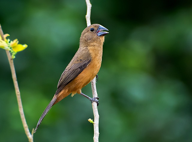 curió (Sporophila angolensis) | WikiAves - A Enciclopédia das Aves do ...