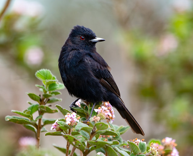 Foto maria-preta-de-garganta-vermelha (Knipolegus nigerrimus) Por ...