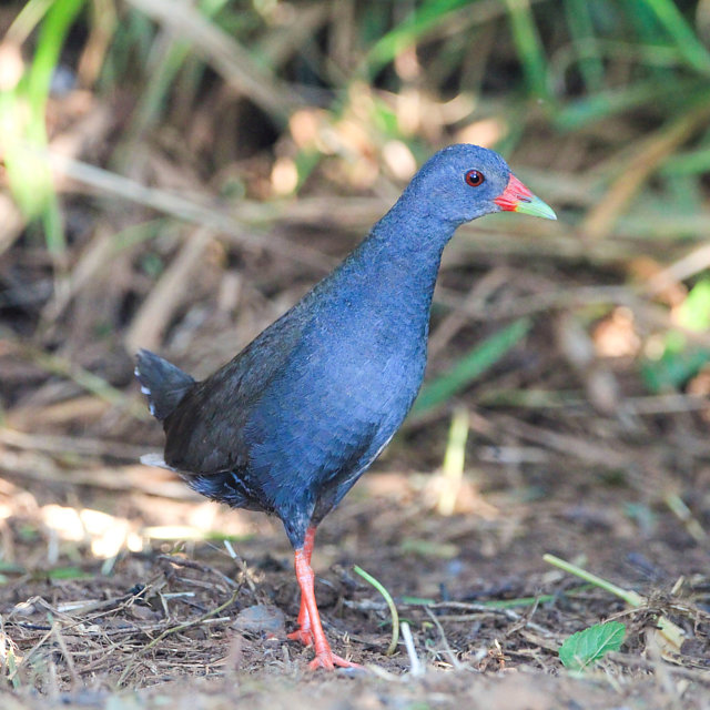 Foto turu-turu (Neocrex erythrops) Por Jeferson Ambrósio Gonçalves ...