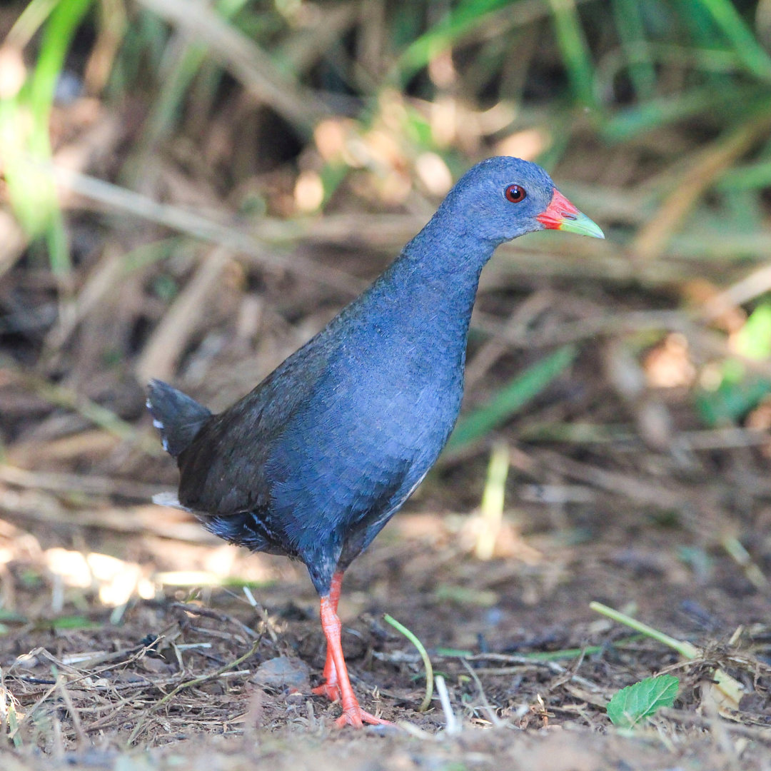 Foto turu-turu (Neocrex erythrops) Por Jeferson Ambrósio Gonçalves ...