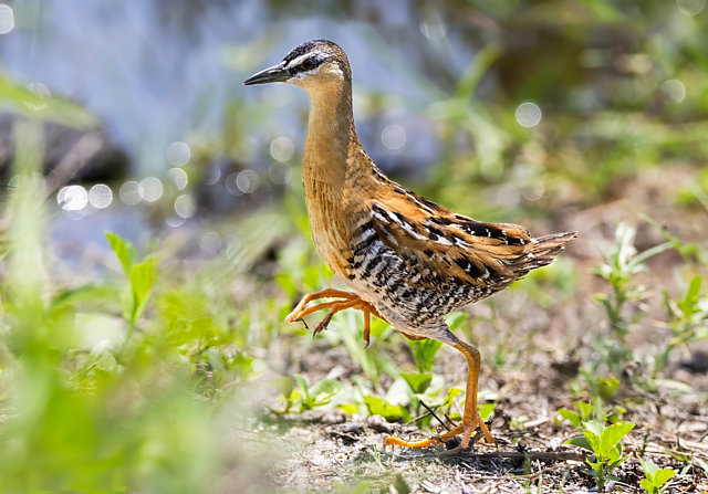 Foto sanã-amarela (Laterallus flaviventer) Por Fernando Jacobs | Wiki ...
