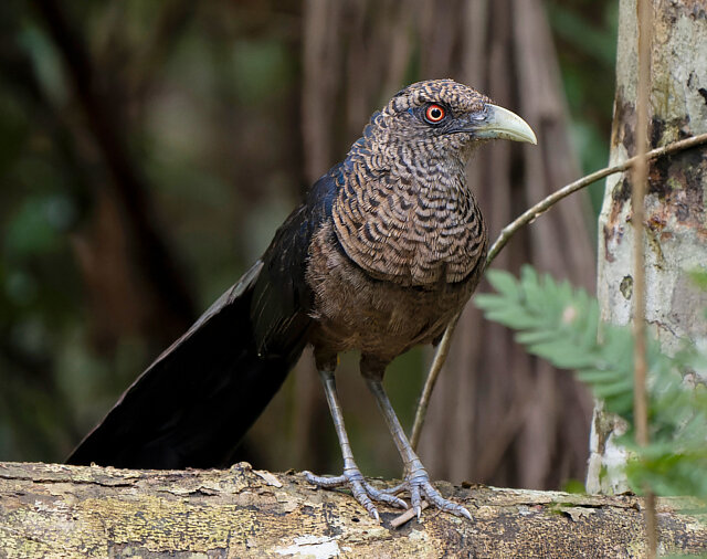 Foto jacu-estalo (Neomorphus geoffroyi) Por Luis Morais_ | Wiki Aves ...