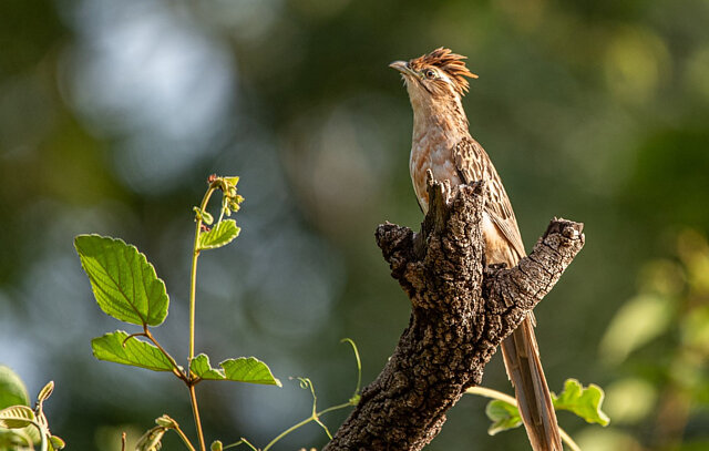 Foto saci (Tapera naevia) Por José Pireni | Wiki Aves - A Enciclopédia ...