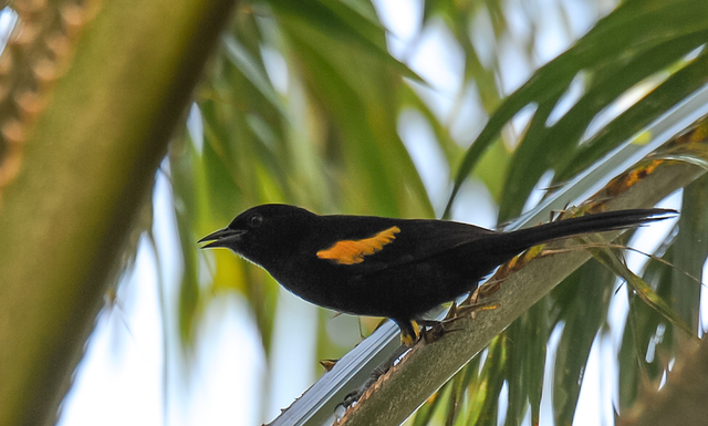 Foto encontro (Icterus pyrrhopterus) Por Joao B. Quental | Wiki Aves ...