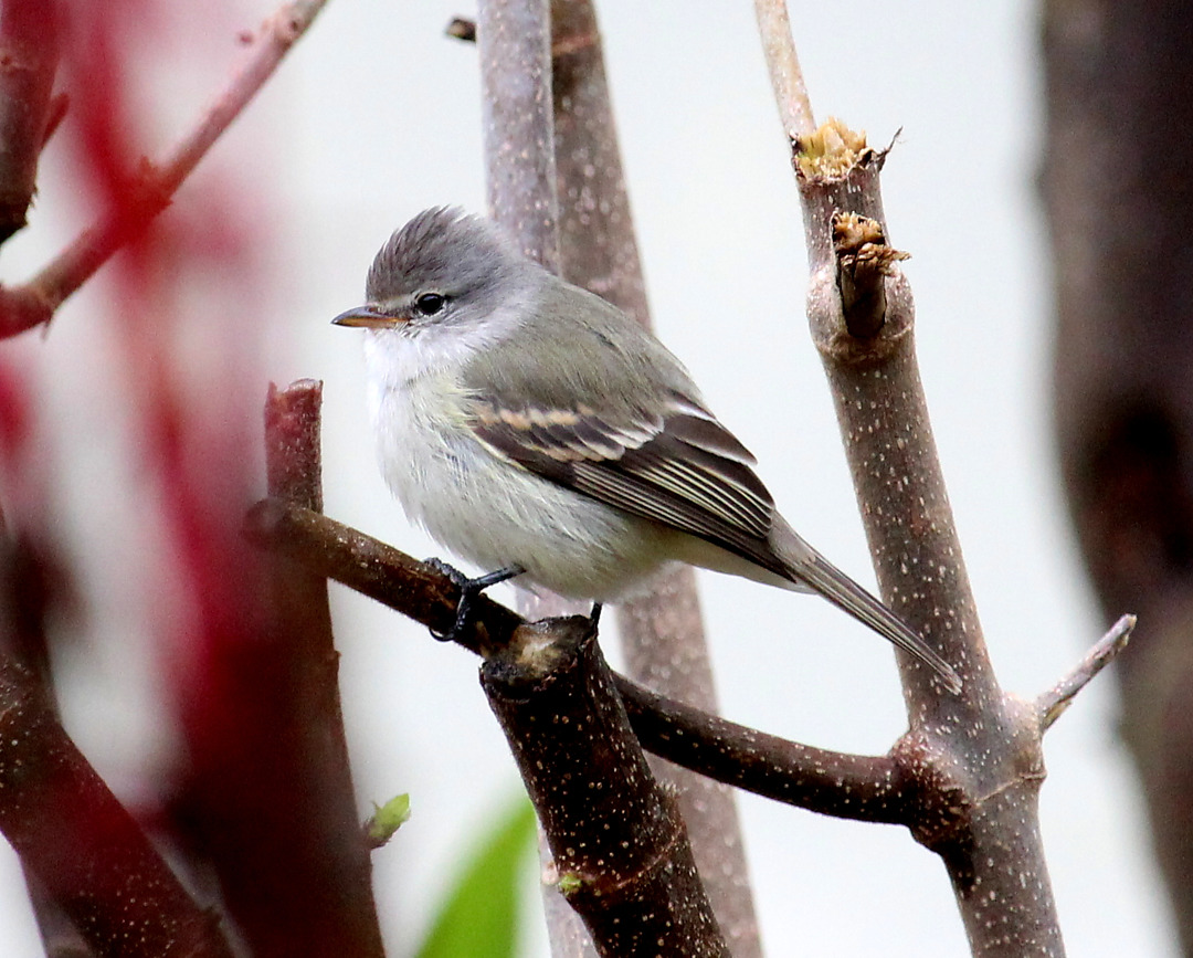 Foto risadinha (Camptostoma obsoletum) Por Vagner B Abranches | Wiki Aves - A Enciclopédia das ...