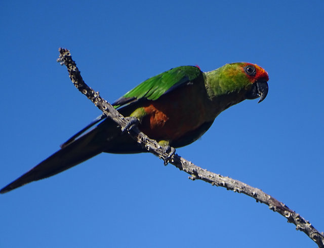 Foto jandaia-de-testa-vermelha (Aratinga auricapillus) Por Edu Chaves ...