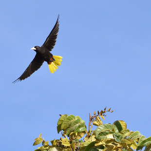 japu (Psarocolius decumanus) | WikiAves - A Enciclopédia das Aves do Brasil
