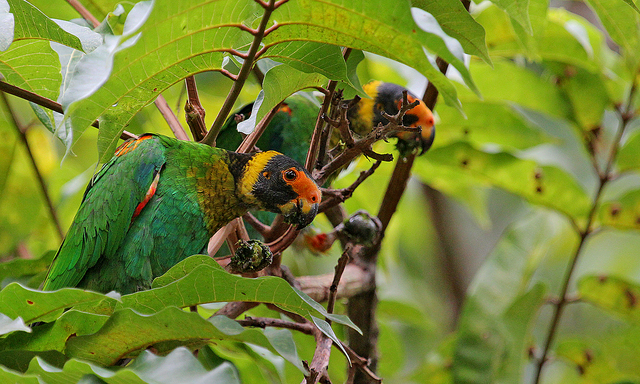 curica-urubu (Pyrilia vulturina) | WikiAves - A Enciclopédia das Aves ...