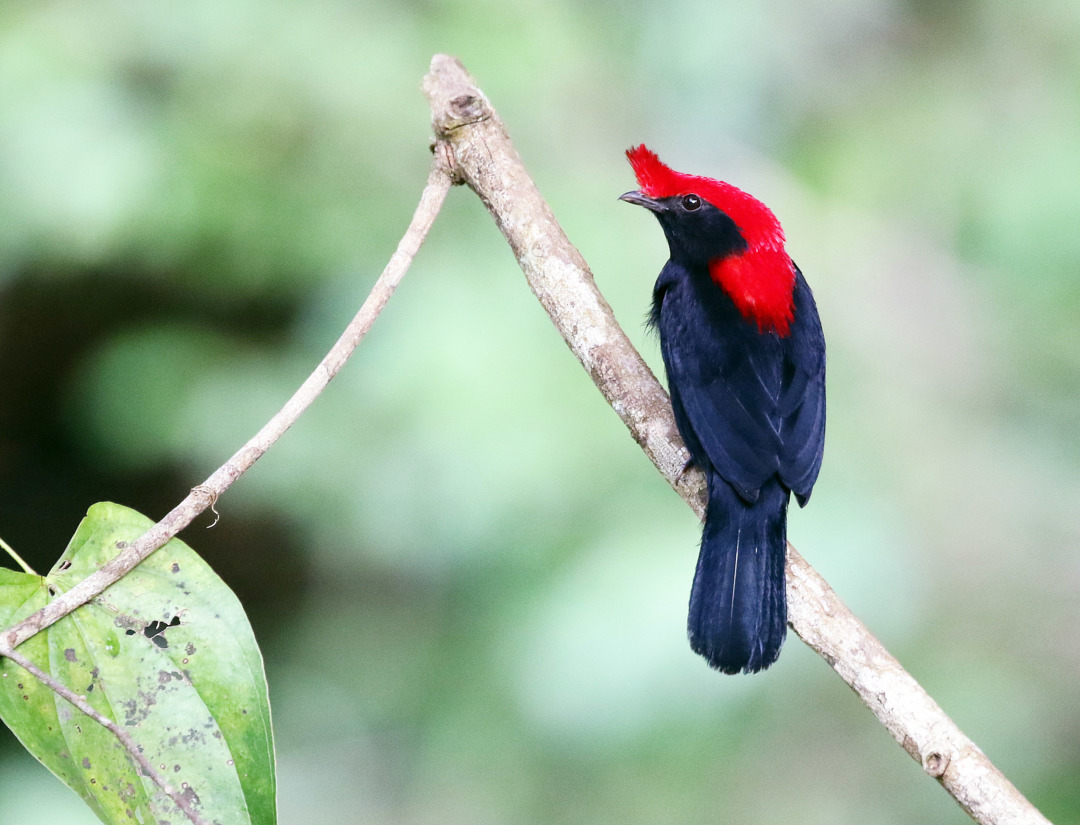 Foto soldadinho (Antilophia galeata) Por Jayrson Araújo | Wiki Aves - A ...