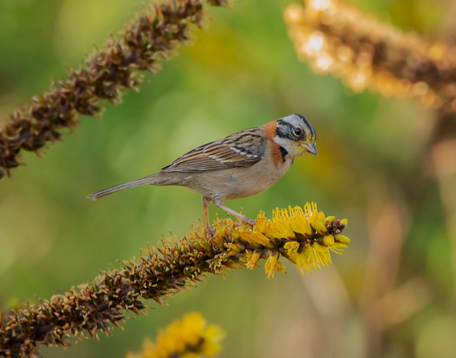 Foto tico-tico (Zonotrichia capensis) Por Fernando Zurdo | Wiki Aves - A Enciclopédia das Aves ...