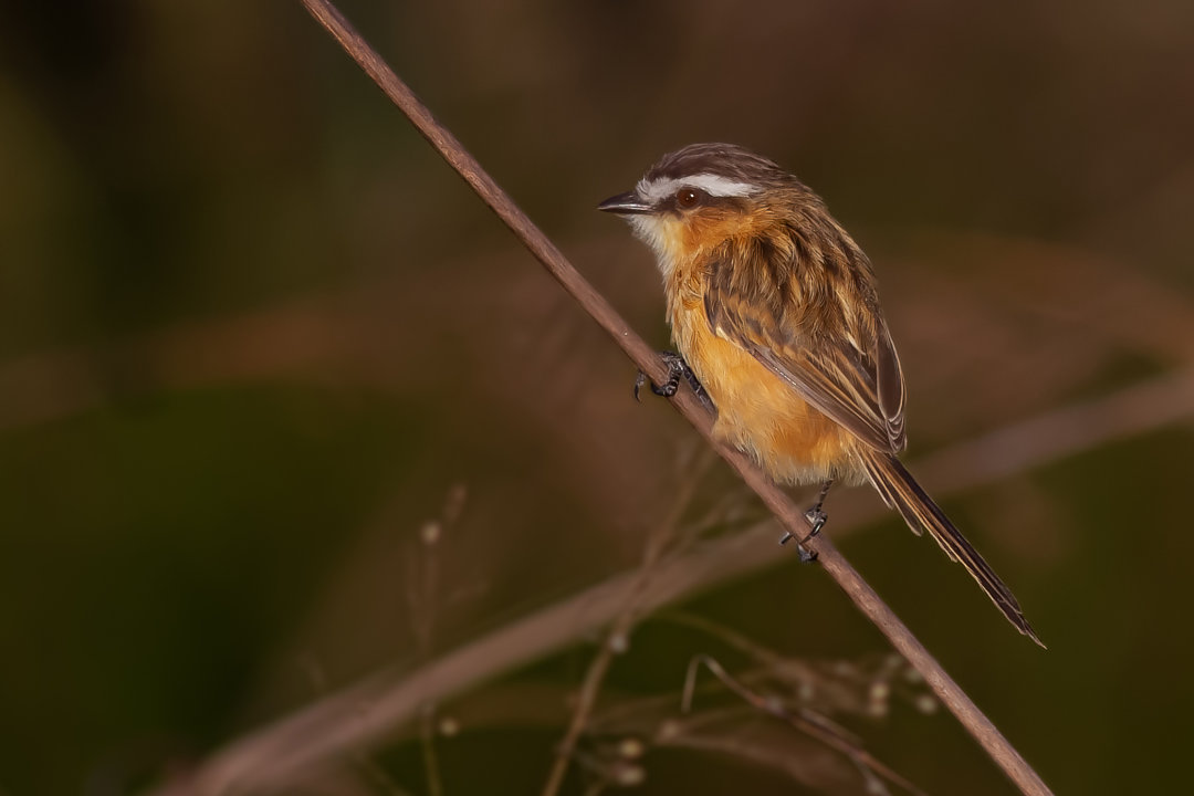 Foto papa-moscas-do-campo (Culicivora caudacuta) Por Clécio Gomides ...