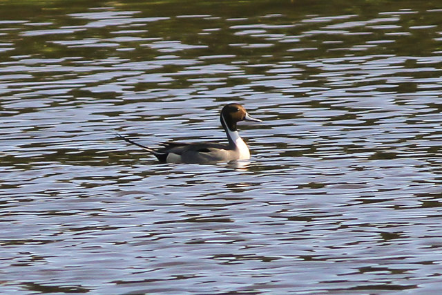 Foto arrabio (Anas acuta) Por Sérgio Messias | Wiki Aves - A ...