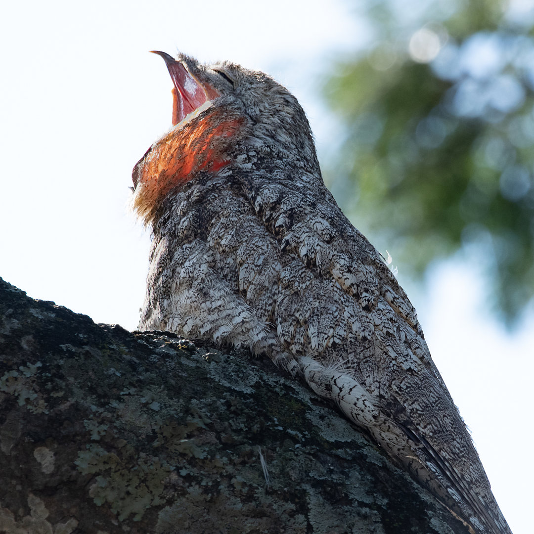 Foto urutau-grande (Nyctibius grandis) Por Wilson Vieira Pr | Wiki Aves ...
