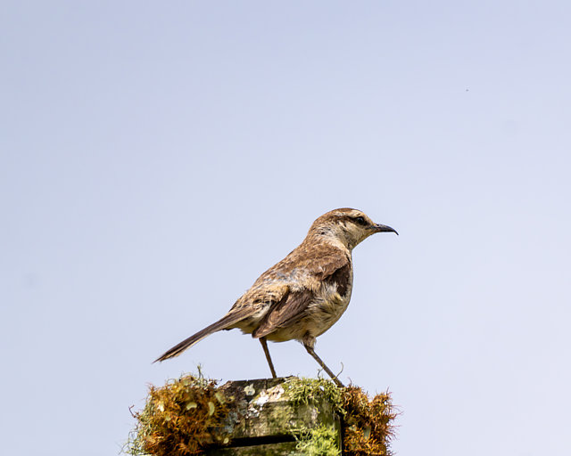 Foto sabiá-do-campo (Mimus saturninus) Por Paulo E. Torres | Wiki Aves ...