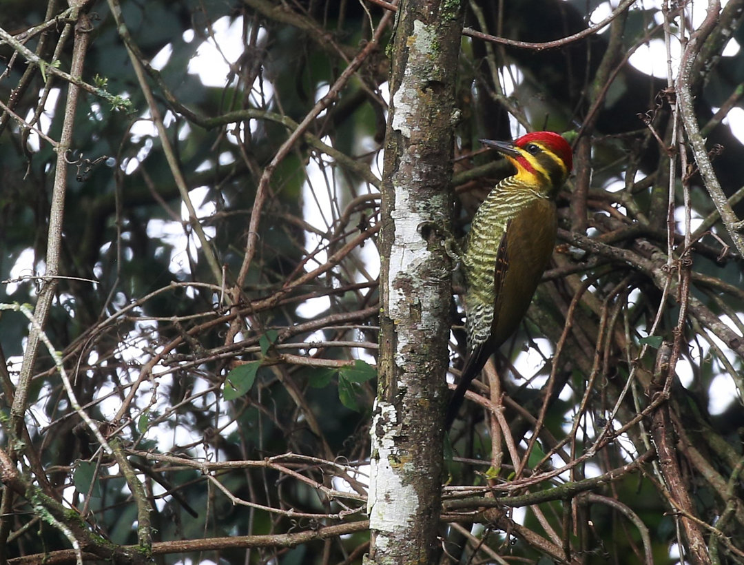 Foto pica-pau-dourado (Piculus aurulentus) Por Carlos Eduardo Agne ...