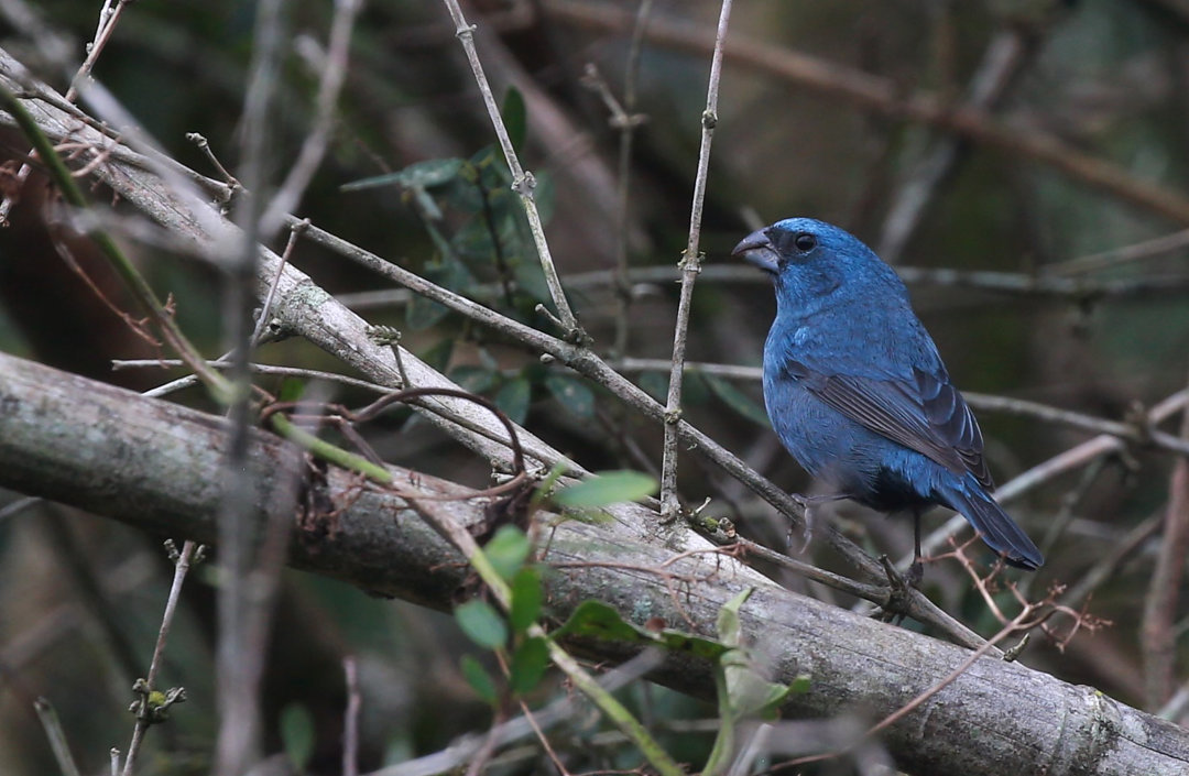 Foto azulinho (Cyanoloxia glaucocaerulea) Por Carlos Eduardo Agne ...