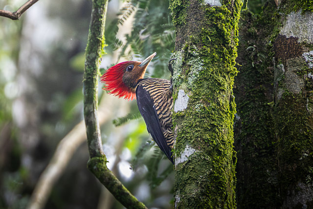 Foto pica-pau-de-cara-canela (Celeus galeatus) Por Rodrigo Brutti | Wiki Aves - A Enciclopédia ...