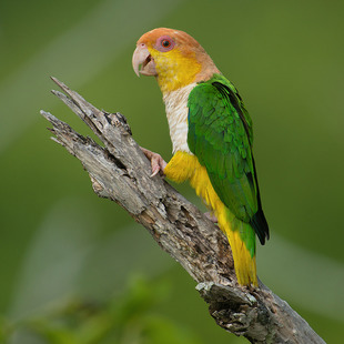 Psittacidae | WikiAves - A Enciclopédia das Aves do Brasil