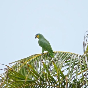 curica (Amazona amazonica) | WikiAves - A Enciclopédia das Aves do Brasil