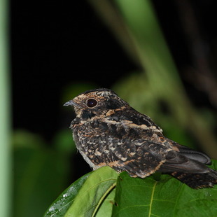 bacurau-de-rabo-maculado (Hydropsalis maculicaudus) | WikiAves - A ...