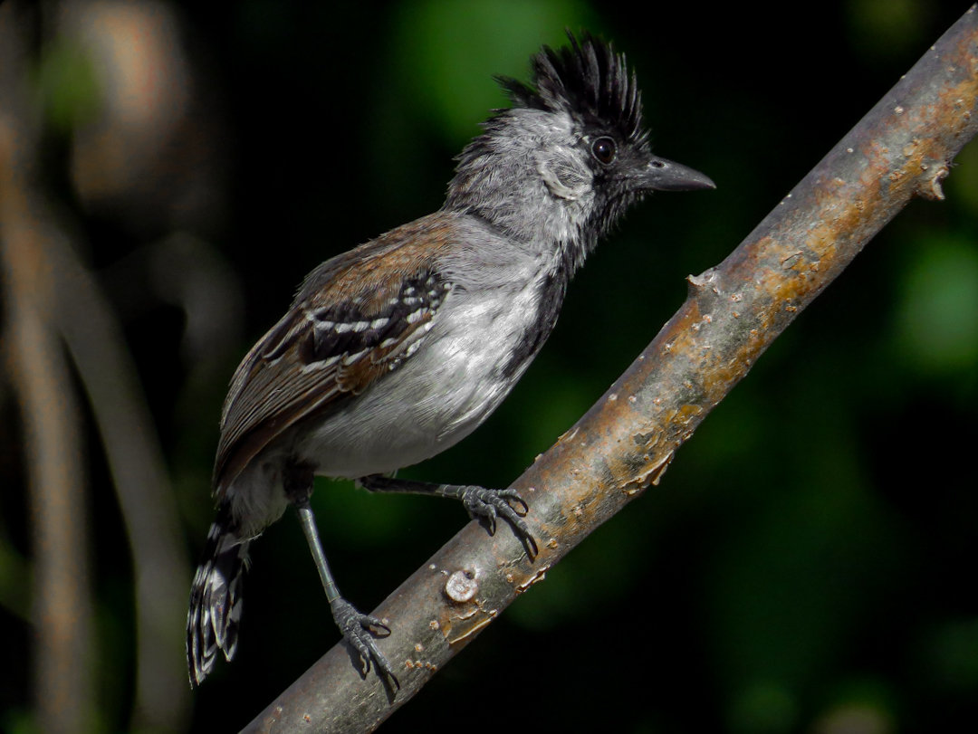 Foto choca-do-nordeste (Sakesphoroides cristatus) Por Davison Alves ...