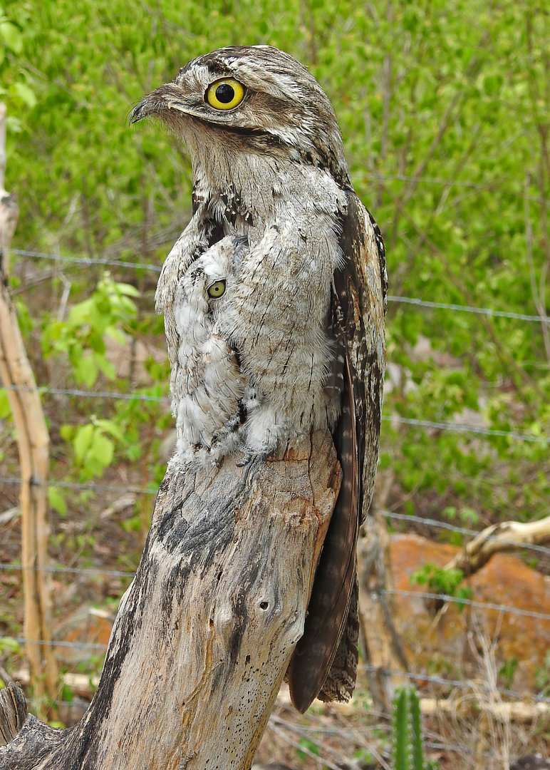 Foto urutau (Nyctibius griseus) Por Jocier Araújo | Wiki Aves - A ...