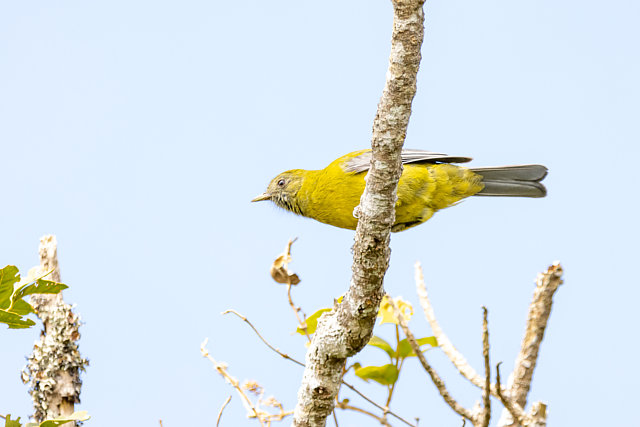 Foto saudade-de-asa-cinza (Lipaugus conditus) Por Christine Ahlgrimm ...