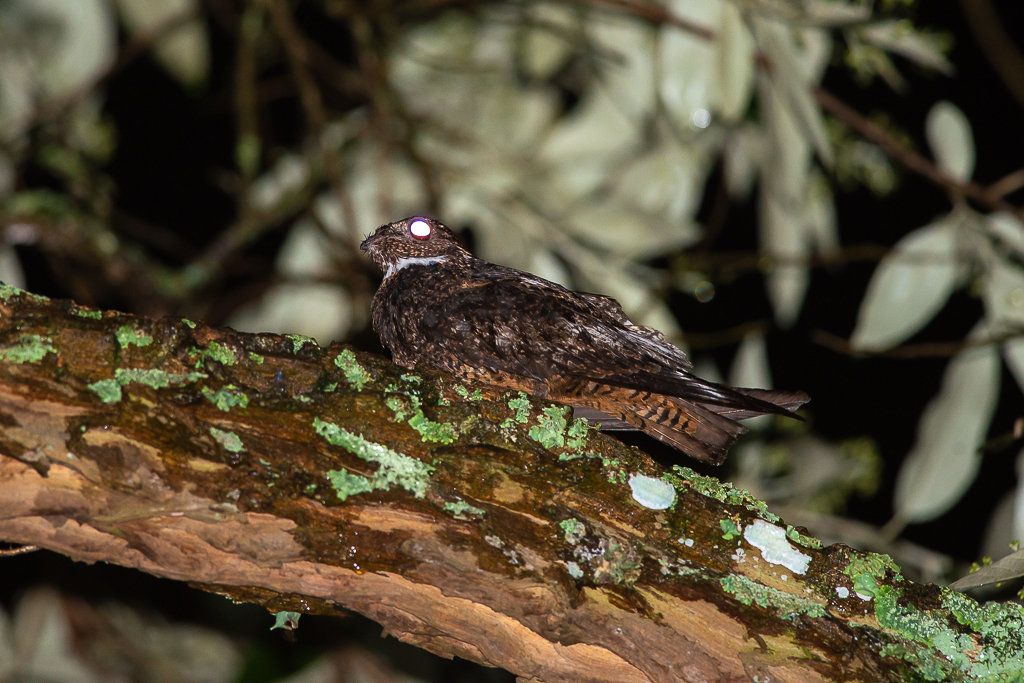 Foto tuju (Lurocalis semitorquatus) Por José Carlos Carvalho | Wiki ...