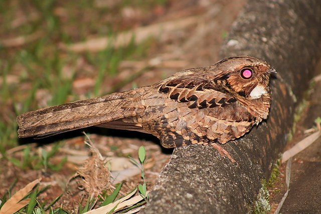 Foto bacurau (Nyctidromus albicollis) Por Kauan O. Sobri | Wiki Aves ...