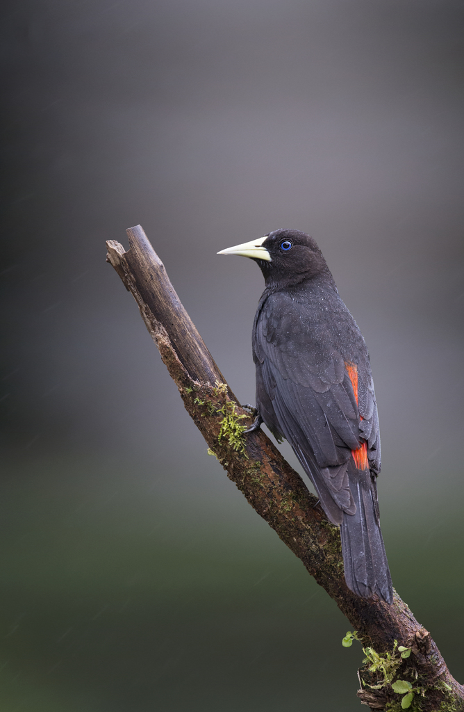 Foto guaxe (Cacicus haemorrhous) Por Lucas Toniolo | Wiki Aves - A ...