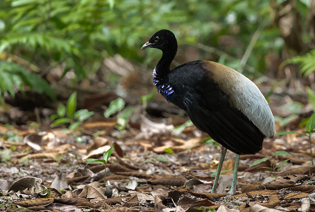 Psophiidae | WikiAves - A Enciclopédia das Aves do Brasil