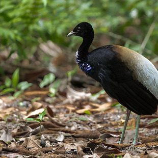 Psophiidae | WikiAves - A Enciclopédia das Aves do Brasil