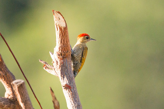 Foto pica-pau-pequeno (Veniliornis passerinus) Por Kalyl Silvino | Wiki ...