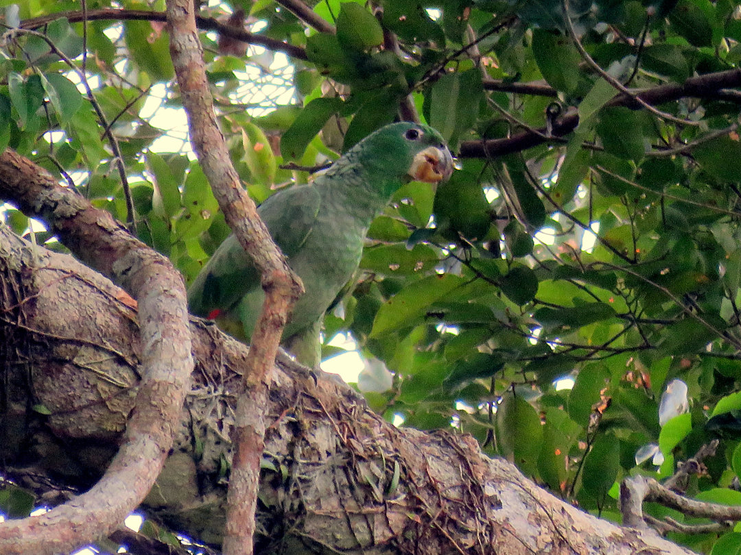 Foto papagaio-dos-garbes (Amazona kawalli) Por Kenny Uéslei | Wiki Aves ...