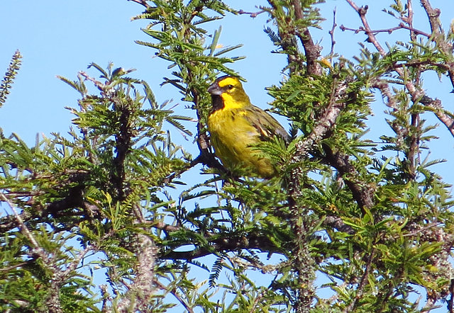 Foto cardeal-amarelo (Gubernatrix cristata) Por Fernando Pacheco | Wiki ...