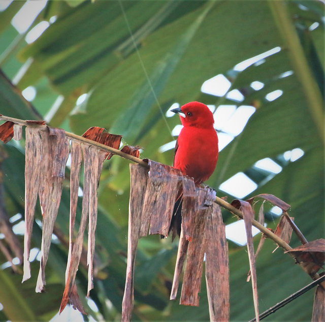 Foto tiê-sangue (Ramphocelus bresilia) Por Ludmilo Sene | Wiki Aves - A ...