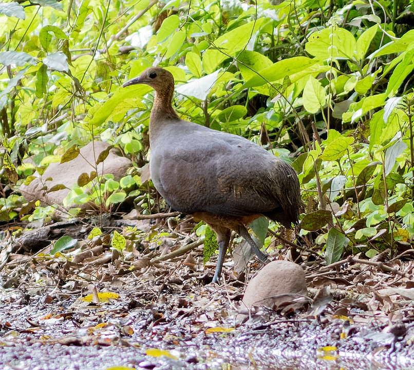 Foto macuco (Tinamus solitarius) Por Fabio Duarte | Wiki Aves - A ...